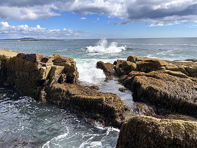 Seaweed-draped rocks reveal themselves at low tide, creating temporary alien landscapes that disappear with the next ocean breath.