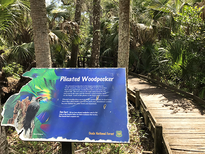 The wildlife information sign reveals these magnificent birds are nature's original jackhammers, drilling homes into trees with their reinforced skulls.