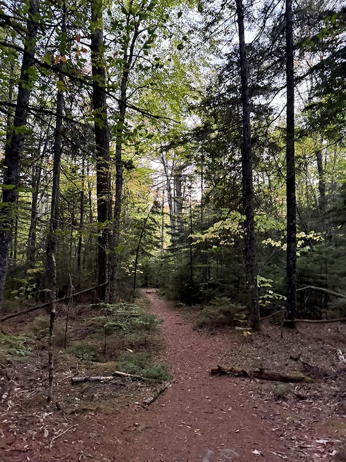 Dense woodland trail inviting exploration &ndash; where the journey itself becomes the destination worth savoring.