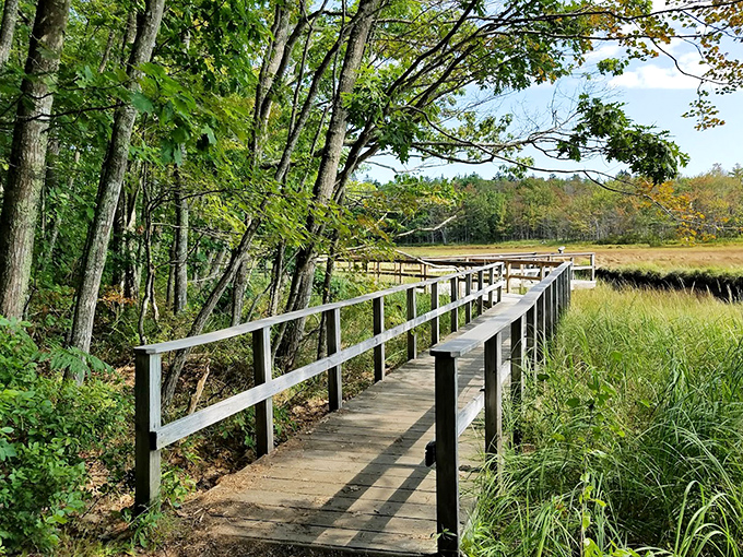 A wooden boardwalk winding through the natural beauty of Rachel Carson Wildlife Refuge, offering an accessible path through Maine's coastal ecosystem.