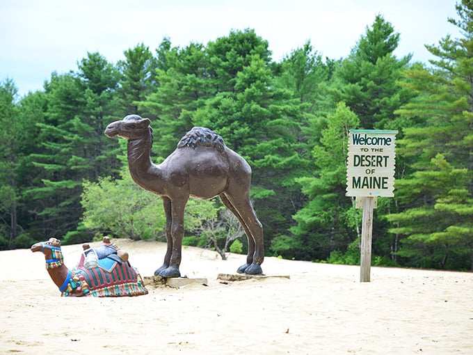 A life-sized camel statue stands guard at the Desert of Maine, adding whimsical desert vibes to this geological oddity.