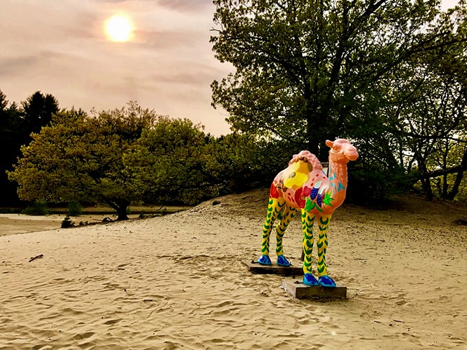 The colorfully painted camel creates a perfect photo opportunity against the sandy backdrop of Maine's most unexpected natural feature.