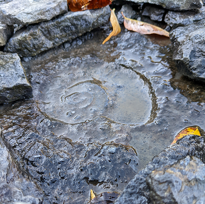 Another perfectly preserved spiral fossil, a prehistoric creature's final resting place now exposed to daylight.