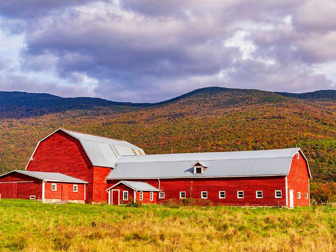 Classic red barns against autumn mountains create the kind of scene that makes you wonder if Bob Ross secretly painted Vermont into existence.