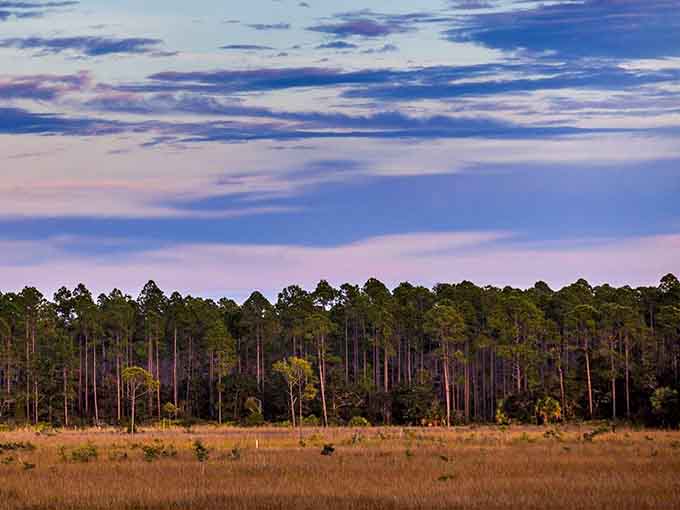 The Forest Trail section proves that Florida has more to offer than beaches, though don't tell the beach lovers.