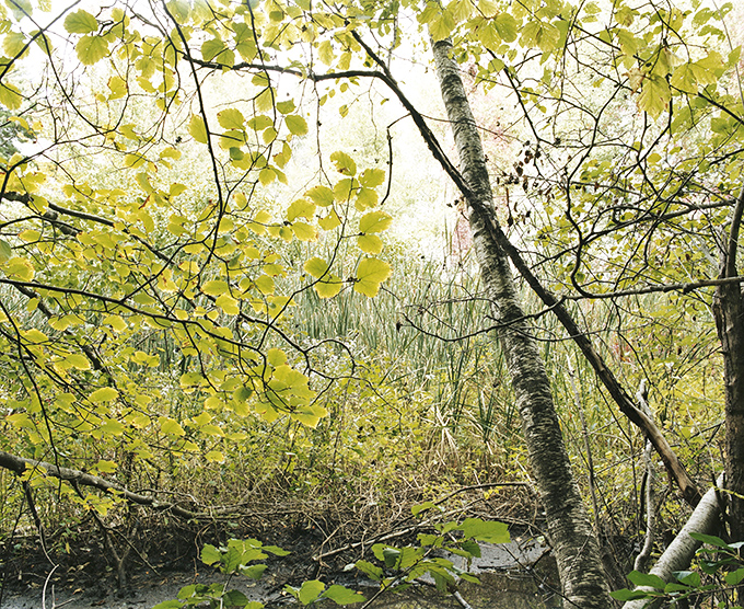 Sunlight filters through delicate birch leaves, creating nature's stained glass effect over the peaceful wetland section of the park.
