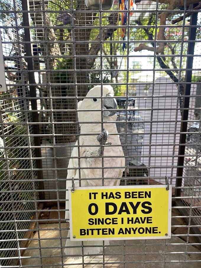 This cockatoo's warning sign &ndash; "0 days since I have bitten anyone" &ndash; showcases The Perch's honest humor about their feathered residents.
