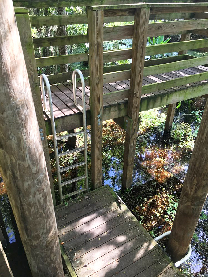 Adventure awaits at this rustic boardwalk ladder, where visitors can descend closer to the swamp ecosystem for a more intimate wilderness experience.