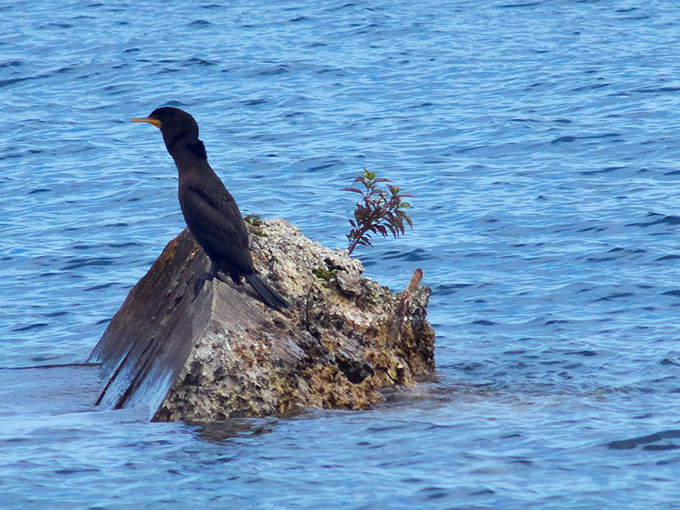 This rock has been my family's summer home for millions of years &ndash; a cormorant surveys its watery domain.
