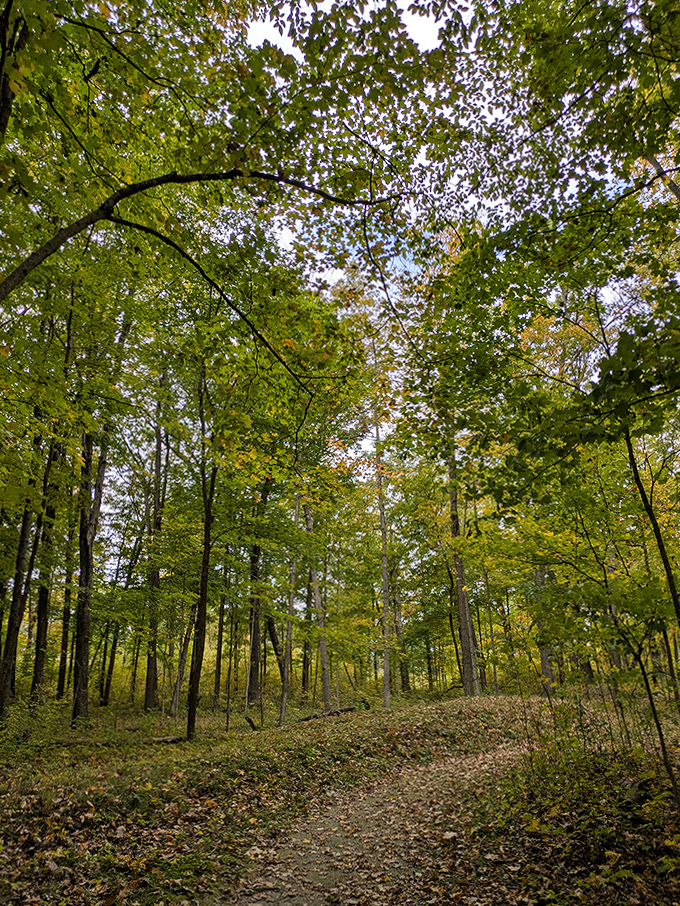 Dense forest creates natural corridors between historical sites, offering moments of discovery that feel earned rather than manufactured. The journey between mounds becomes part of the experience.