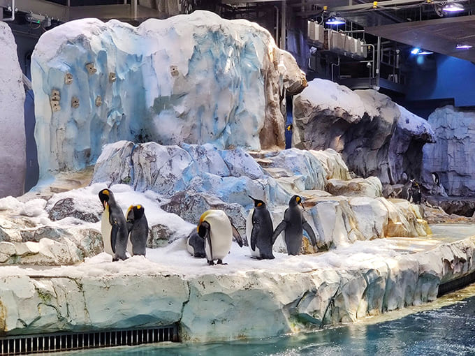 The Polk Penguin Conservation Center houses dozens of penguins in the world's largest penguin facility, where these tuxedoed birds show off their underwater speed.