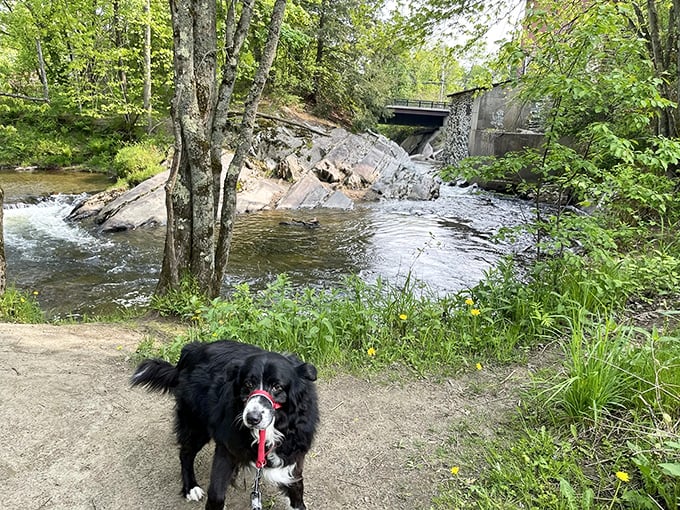 Four-legged hikers appreciate the trail too &ndash; this pup's expression says "why would humans ever live anywhere else?"