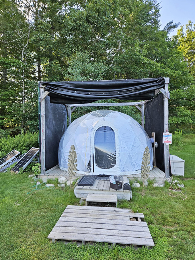 The dome's geometric precision stands in beautiful contrast to the wild randomness of the surrounding forest.