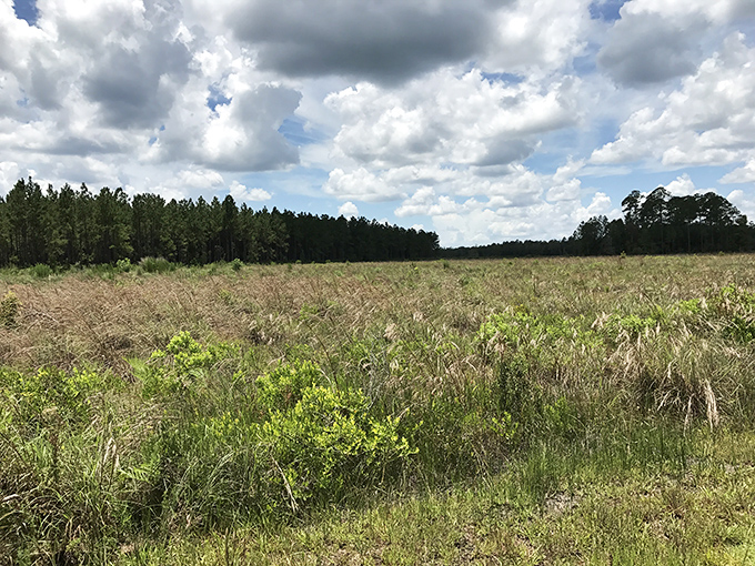 Open meadows stretch toward distant tree lines, creating breathing room between dense forest sections.