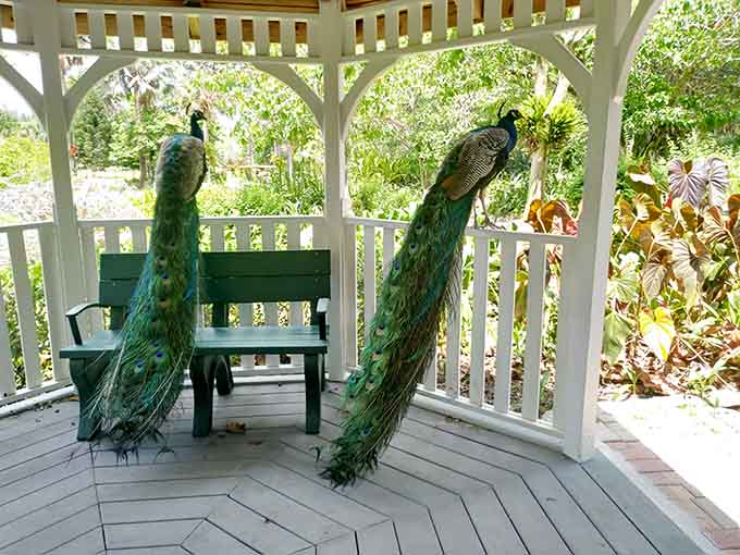 These peacocks treat every gazebo bench like it's reserved seating at their personal fashion show, and the tickets are free.