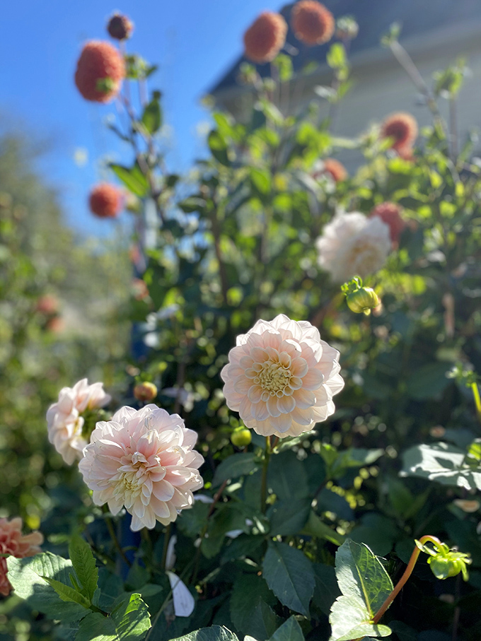 Nature's jewelry store displaying its finest work &ndash; delicate blooms that somehow upstage even the charming alpacas nearby.