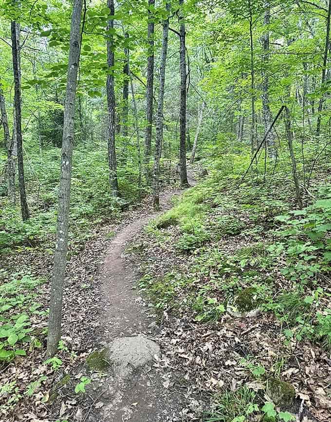 Nature's own meditation path winds through dappled sunlight and shadow&mdash;each step on this narrow trail brings you deeper into wilderness solitude.