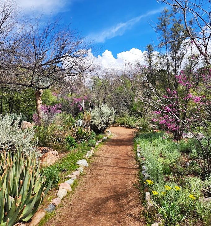 Winding paths lined with desert blooms invite visitors to slow down and discover the subtle beauty of arid landscapes.
