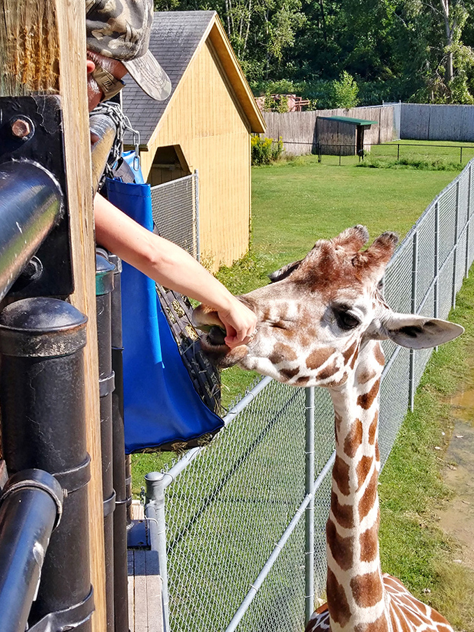 "Yes, I'd like to speak to your manager about these snacks" &ndash; giraffe edition.