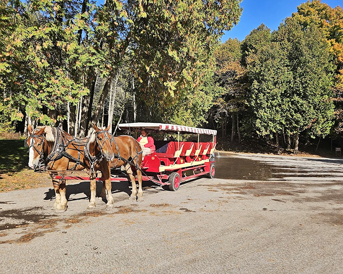 Horse-drawn carriages offer a journey back in time, the clip-clop soundtrack to Mackinac Island's car-free charm since the late 1800s.