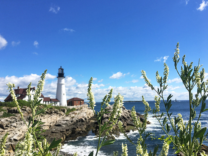 Even the wildflowers seem to pose strategically, framing the lighthouse like nature's own professional photographer assistant.