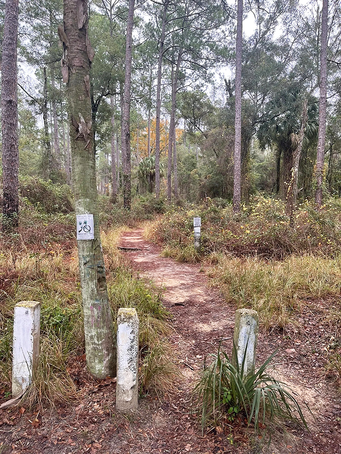 The Lizzie Heart Sink Loop Trail stretches into the distance, a sandy ribbon cutting through Florida's unexpected pine forest wilderness.