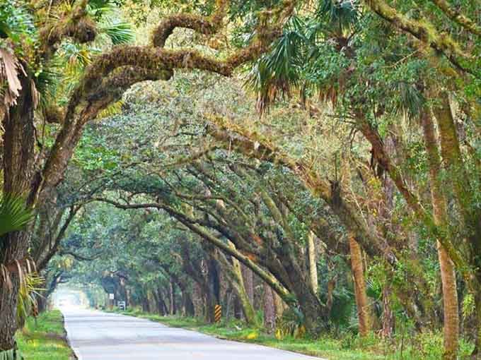 The oak canopy creates patterns of light and shadow that would make any Instagram filter jealous, proving that Mother Nature invented the perfect filter millions of years ago.