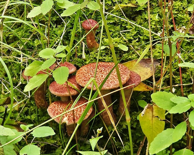 Nature's umbrella party, sprouting up to remind us that decomposition has never looked so good.