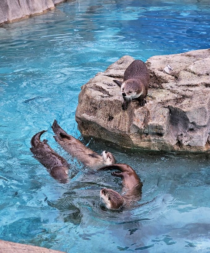Otters demonstrate why they're nature's aquatic acrobats, turning simple swimming into an Olympic-worthy performance of twists and dives.