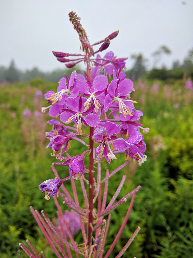 Purple majesty: Fireweed creates a royal carpet along the trail, its delicate blooms collecting morning dew like nature's own jewelry display.