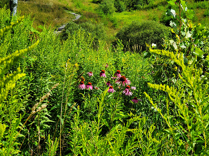 Nature's purple mohawks stand tall among the greenery, punk rockers in an otherwise classical garden symphony.