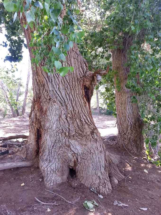 These massive trees offer shade like they're doing everyone a personal favor, which in Arizona, they basically are.