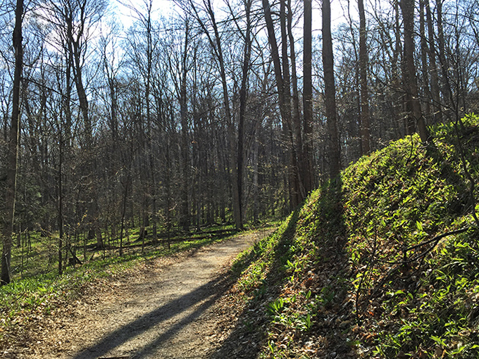Shadows play across this serene forest trail, offering cool respite from summer heat and mysterious beauty in equal measure.