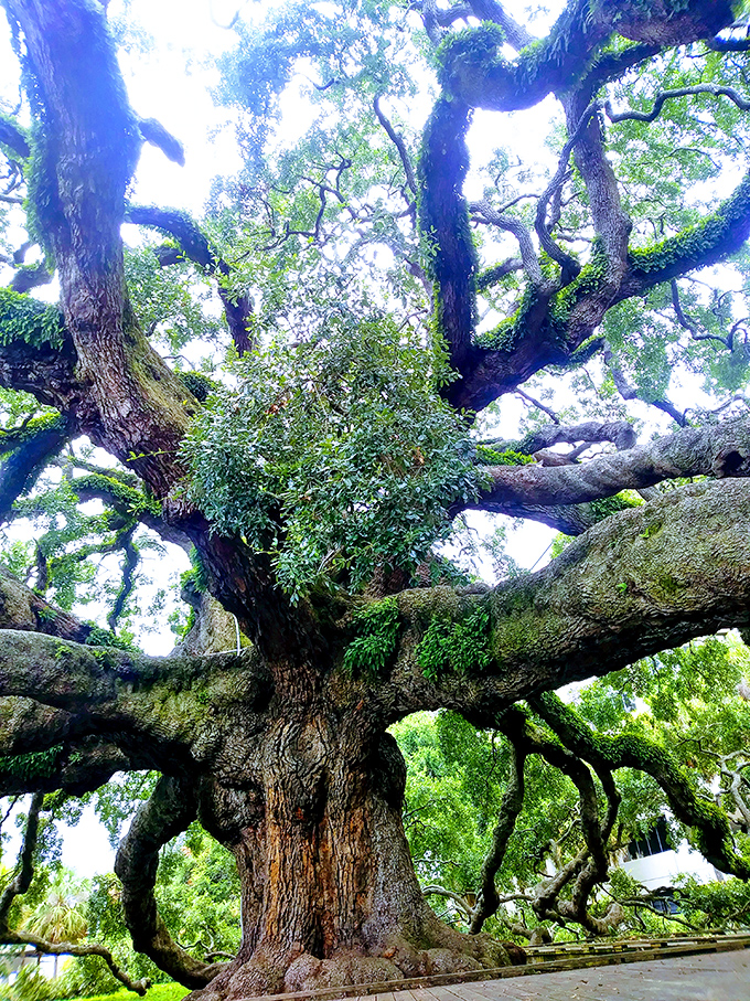 The Treaty Oak's sprawling silhouette creates a green oasis amid Jacksonville's urban landscape, a living postcard from Old Florida.