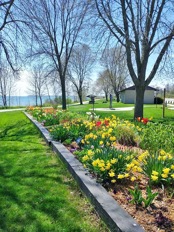 Spring announces itself with a fanfare of yellow daffodils, nature's way of saying "winter is finally over!"