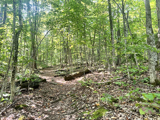 Sunlight dapples this forest path like nature's own disco ball, inviting hikers to dance their way through.