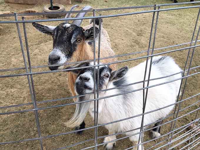 These goats have mastered the art of looking adorable while simultaneously plotting their next escape attempt.