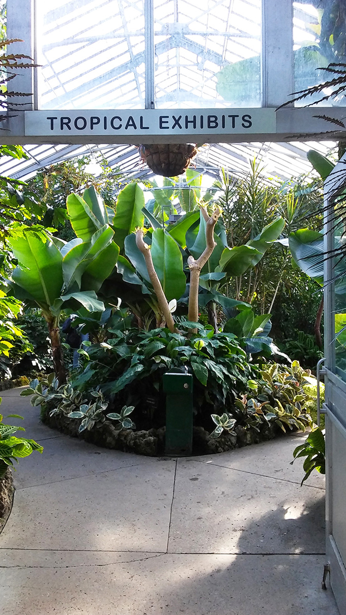 Lush banana leaves and towering palms create a jungle oasis where humidity fogs glasses and tropical dreams take root.