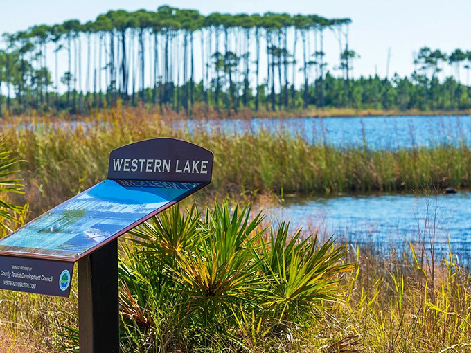 Western Lake's serene waters hide an ecological marvel. This coastal dune lake represents one of the rarest ecosystems in the world.