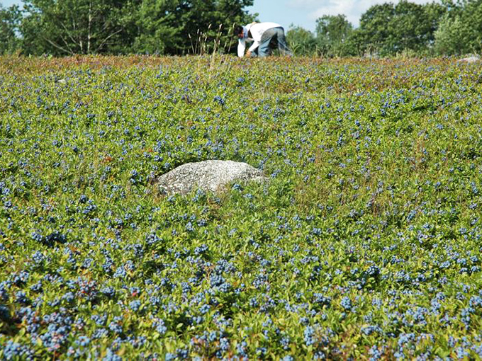 A sea of tiny blue jewels nestled among green leaves &ndash; wild blueberries growing as nature intended, no rows necessary.