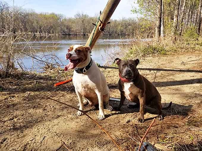 Four-legged explorers take a break by the shoreline, their joyful expressions capturing the simple pleasure of outdoor discovery.