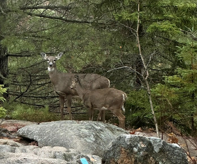 Local residents pause their morning routine, offering hikers that "you're-definitely-not-in-the-city-anymore" moment of pure Maine magic.