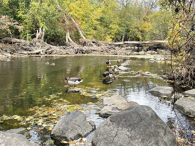 Mallard Lake's resident ducks hold an impromptu meeting on sun-warmed rocks, seemingly unbothered by human visitors to their watery domain.