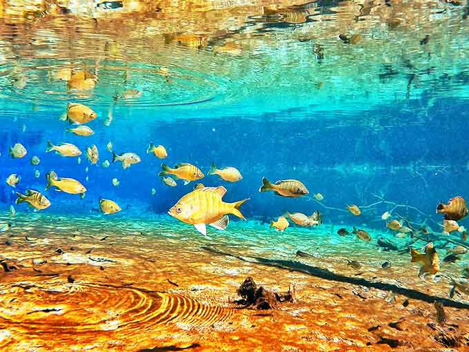Underwater meet-and-greet: Local fish conduct their daily business, seemingly unbothered by human visitors in their crystalline living room.