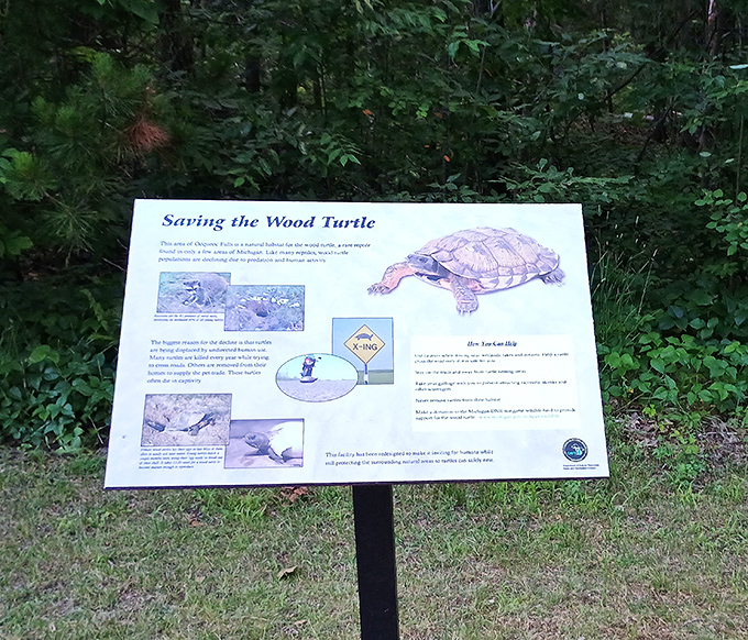 Educational signage reminds visitors that we share this paradise with wood turtles, whose prehistoric charm adds to the falls' timeless appeal.