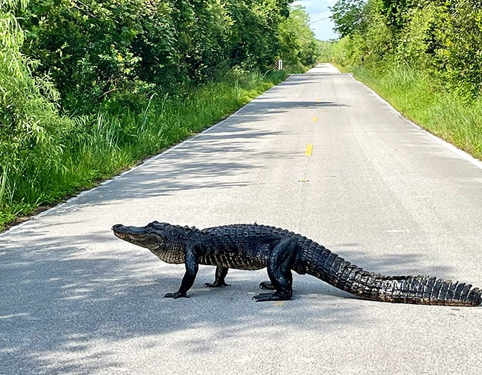 Traffic stops for this leathery local &ndash; the ultimate "Florida moment" when you realize who really has the right of way.