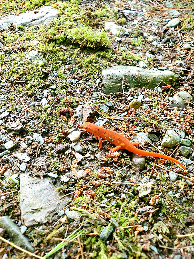 Nature's tiny wonders &ndash; this vibrant red salamander reminds us that Bomoseen's most fascinating residents often come in small packages.