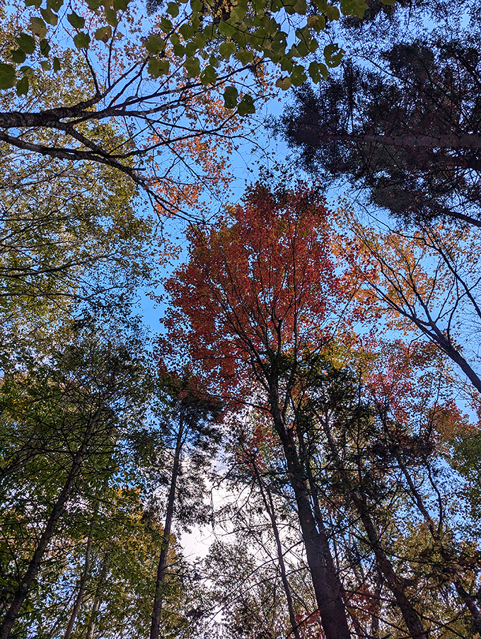 Looking up through a canopy of fall foliage &ndash; nature's stained glass ceiling puts every cathedral to shame.