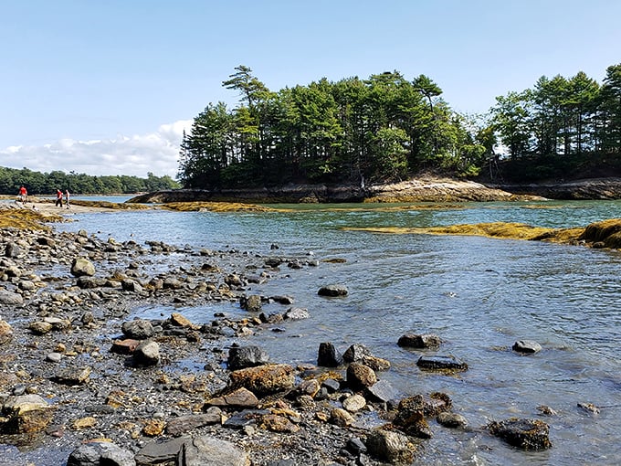 Low tide reveals nature's treasures &ndash; a temporary exhibition that changes twice daily without charging admission.