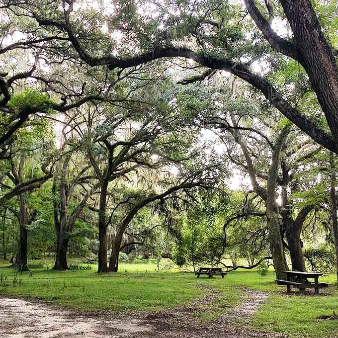 Moss-draped trees create an atmosphere that's equal parts enchanted forest and Southern Gothic novel, in the best possible way.